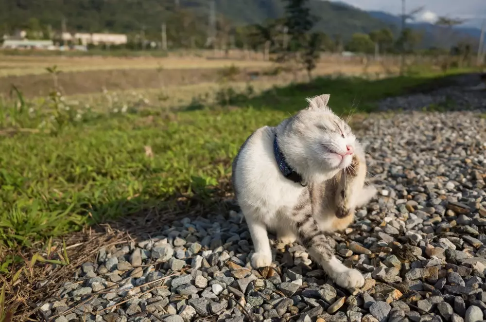 猫のVlaseoids-症状、治療および予防 683_2