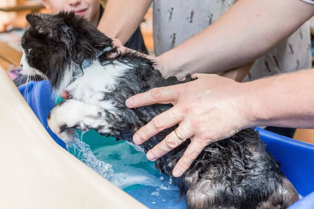 Mengapa kucing takut dengan air - sebab dan cara mengajar mereka berenang 734_1