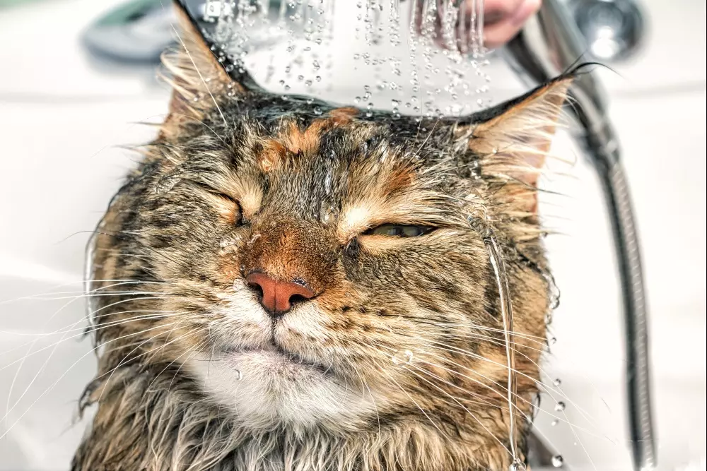 Муур яагаад уснаас айдаг вэ - шалтгаан, усанд сэлэхийг хэрхэн заах вэ 734_2