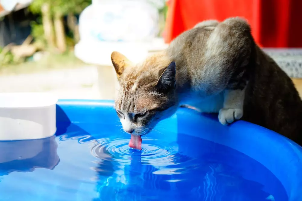 بلیوں کو پانی سے کیوں ڈر لگتا ہے - وجوہات اور انہیں تیرنا کیسے سکھایا جائے۔ 734_3