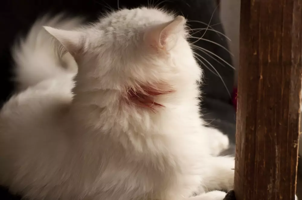 Како да се третира рана кај мачка - препарати за лекување на рани