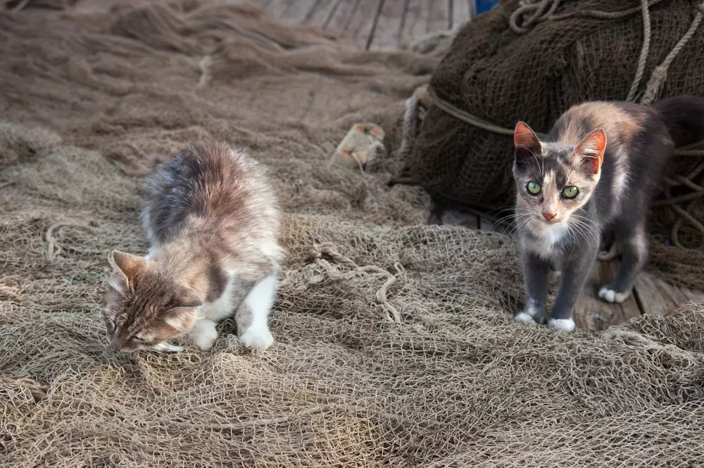 Die Katze hat den Faden gefressen - was zu tun ist, wie man ihn extrahiert 761_1