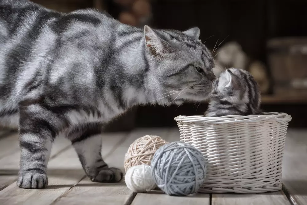 Die Katze hat den Faden gefressen - was zu tun ist, wie man ihn extrahiert 761_2