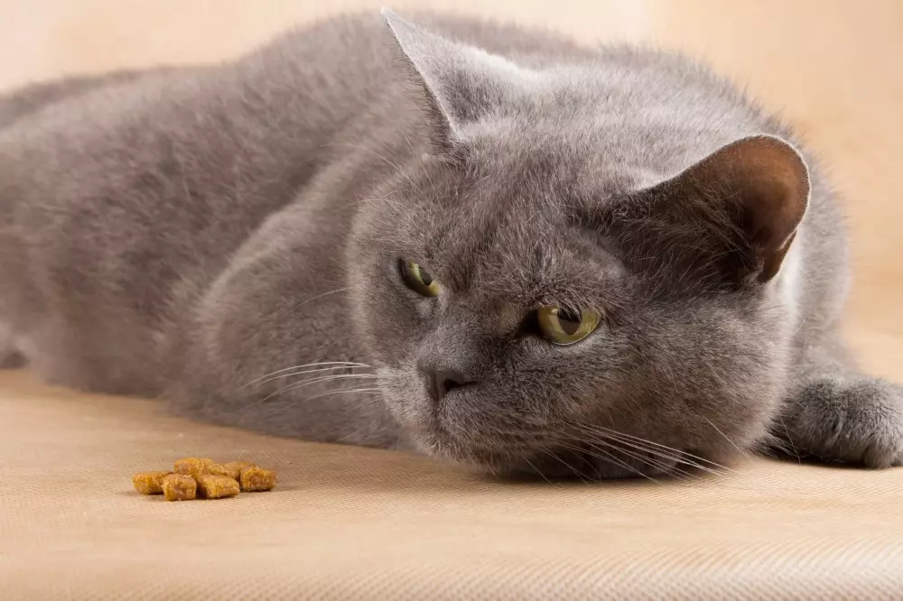 5 motivi per cui un gatto ha smesso di mangiare cibo secco - cosa fare 784_1