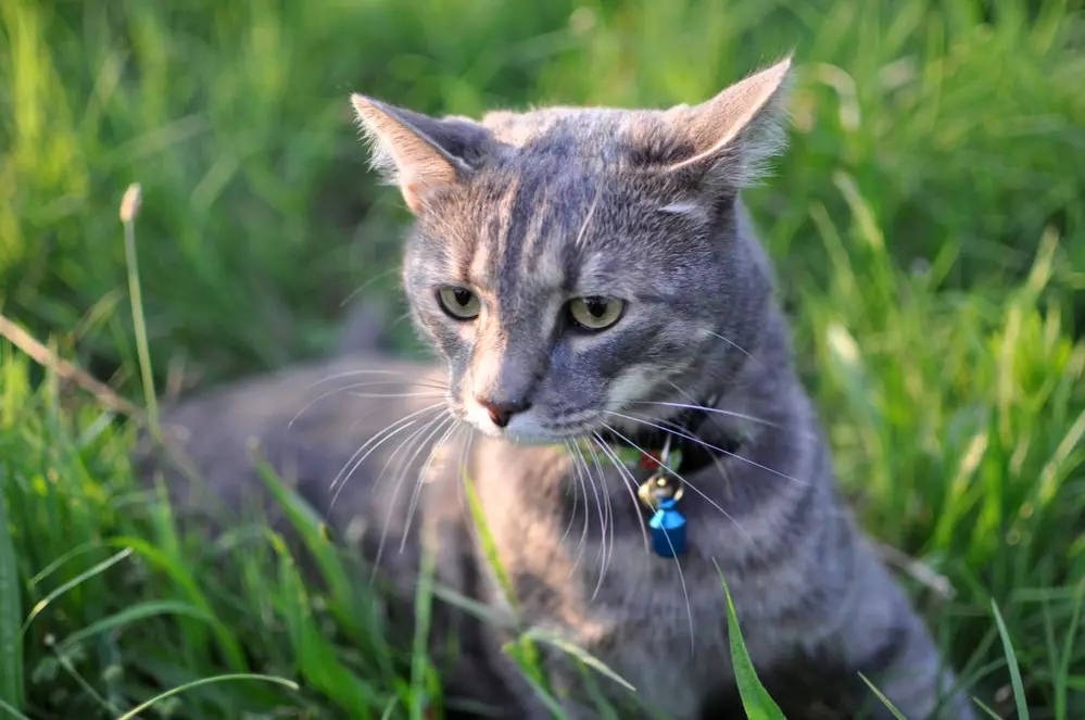 5 motivi per cui un gatto ha smesso di mangiare cibo secco - cosa fare 784_2