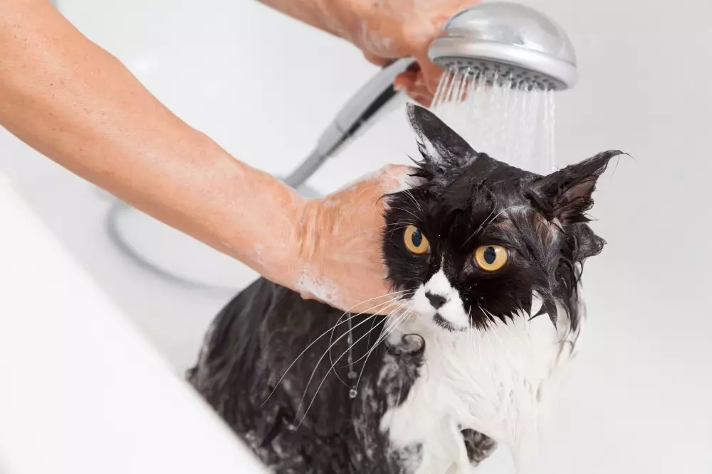 Schuppenshampoo für Katzen – welches nimmt man am besten ein 793_3