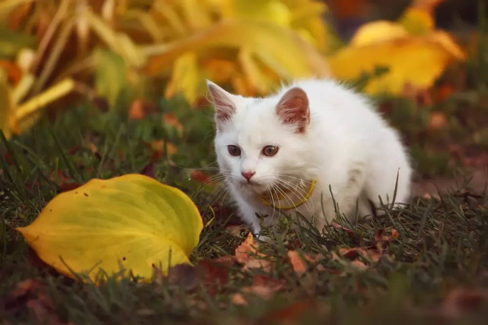 El gato no va al baño durante 3 días. 798_2