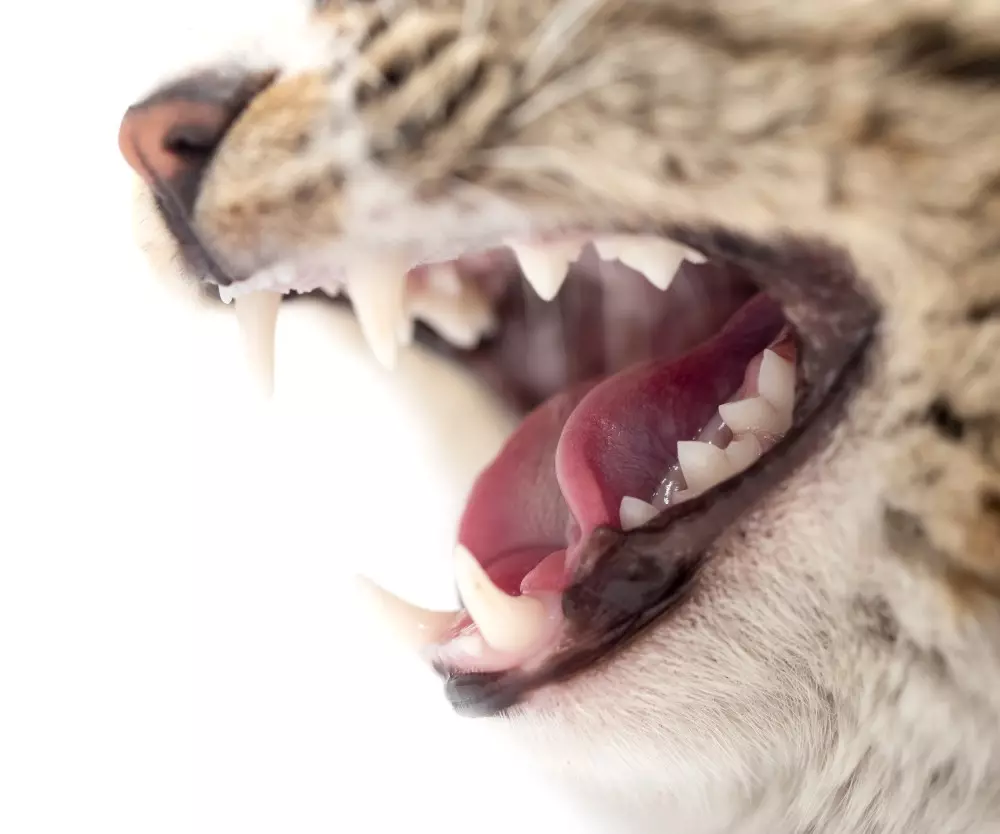 Коли у кішки випадають молочні зуби