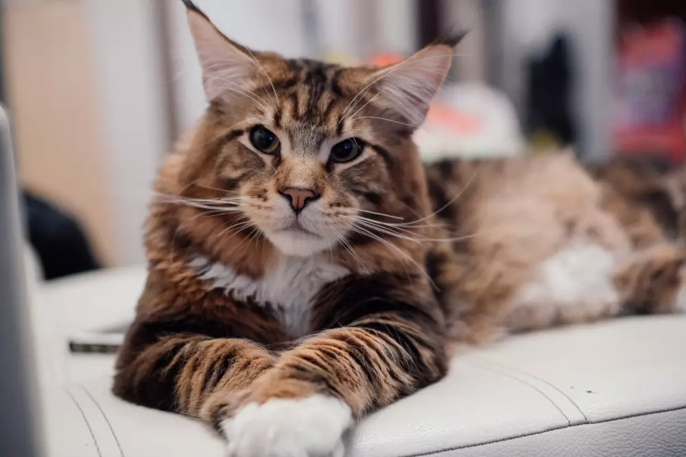 Apakah ada Maine Coon tanpa sikat di telinga mereka, foto 841_3