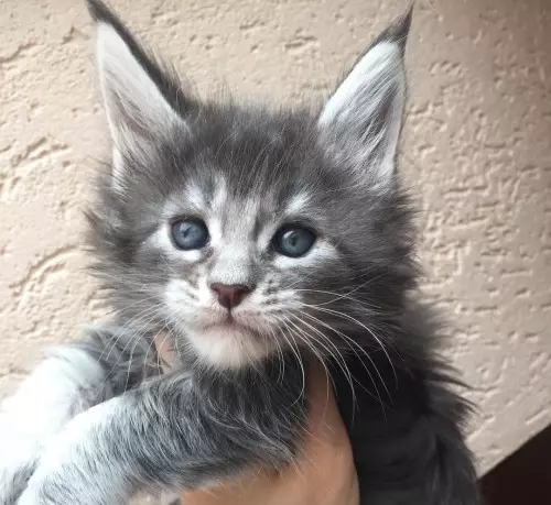 Maine Coon - colors, photo, table, names 859_3