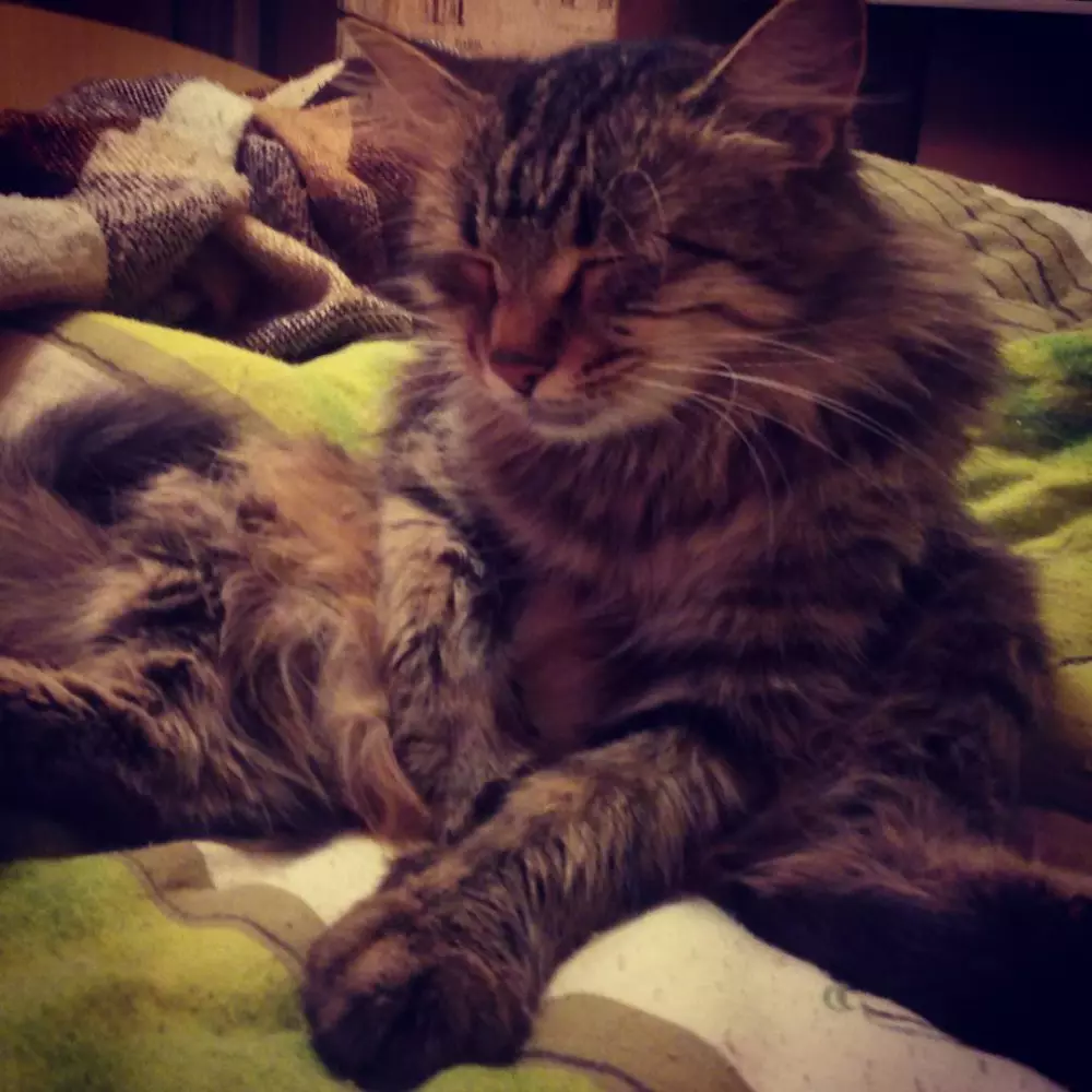 Maine Coon mestizo - hvordan skille, typer, bilder 861_2