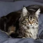 Maine Coon - njirimara na nkọwa nke ụdị, foto 864_10