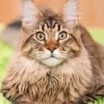 Maine Coon - njirimara na nkọwa nke ụdị, foto 864_11