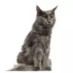 Maine Coon - njirimara na nkọwa nke ụdị, foto 864_12