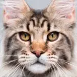 Maine Coon - njirimara na nkọwa nke ụdị, foto 864_3