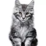 Maine Coon - njirimara na nkọwa nke ụdị, foto 864_5