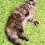 Maine Coon - njirimara na nkọwa nke ụdị, foto 864_6