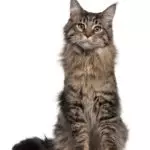 Maine Coon - njirimara na nkọwa nke ụdị, foto 864_7