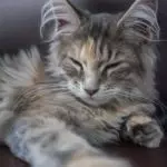 Maine Coon - njirimara na nkọwa nke ụdị, foto 864_9