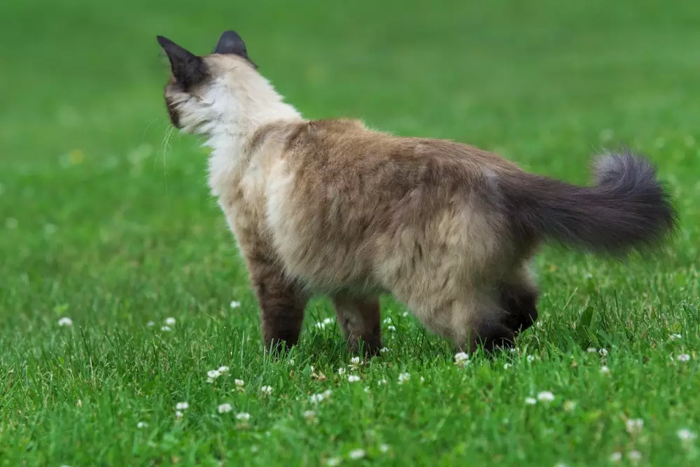 Siyam uzun saçlı kedi - cins tanımı, fotoğraf 878_2