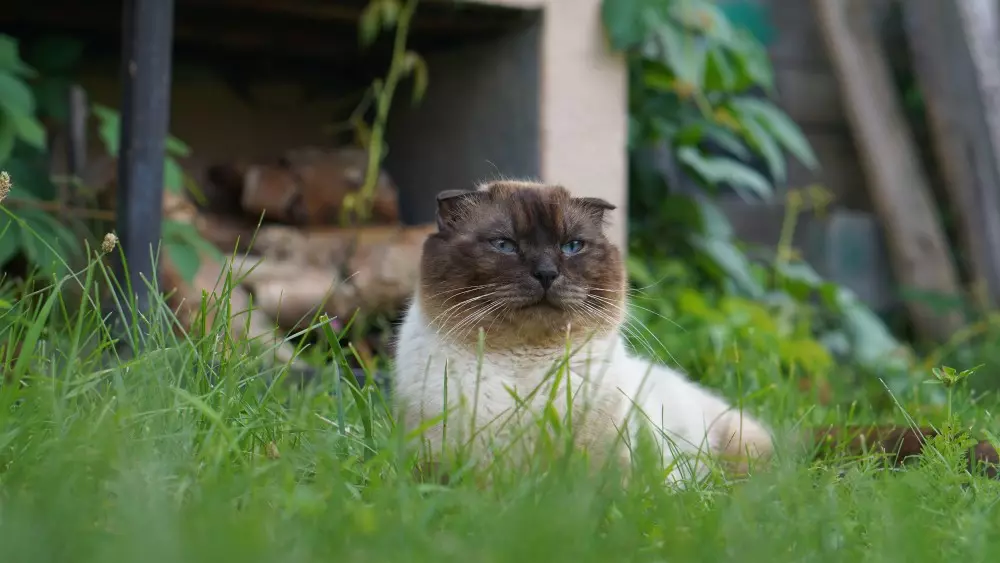 Siamese Fold cat - breed description, photo, price 880_2