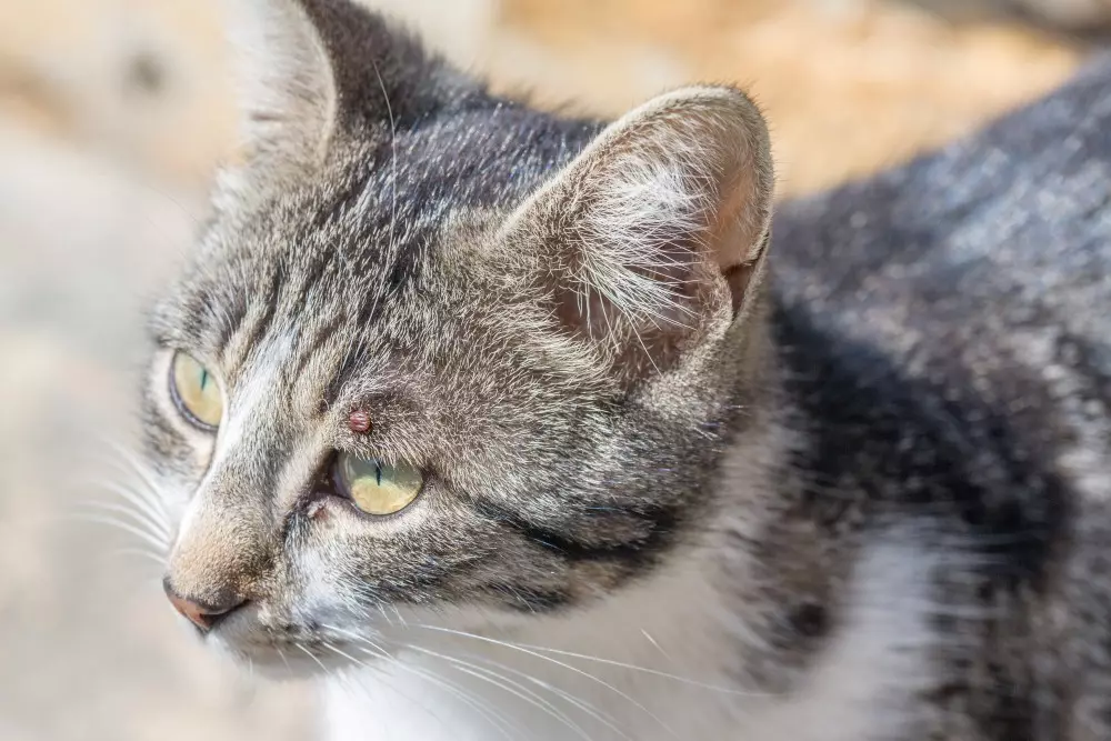 6 gejala konjungtivitis ing kucing - cara ngobati lan diagnosa