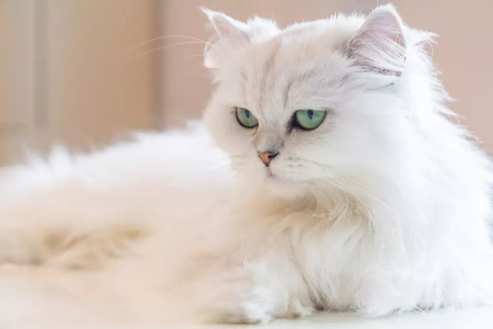 3 разлога зашто мачке имају замућене очи - симптоми и лечење