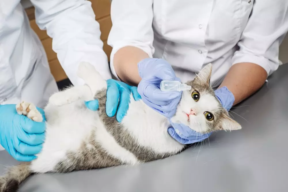 Øyedråper for katter - liste over medisiner