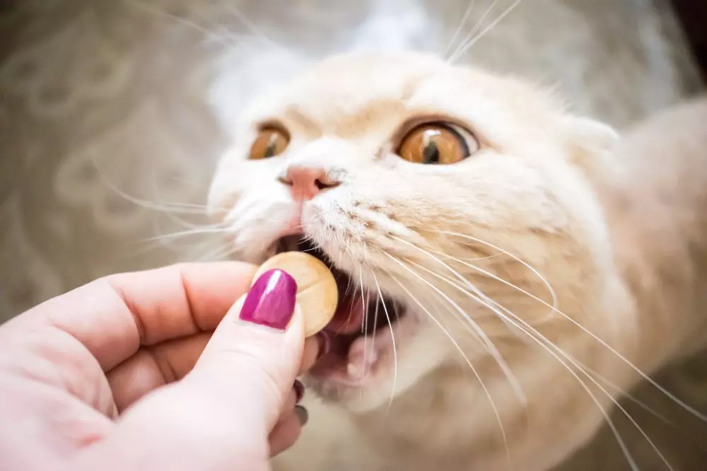 Milbemax pour chats - les meilleurs analogues du médicament 911_2