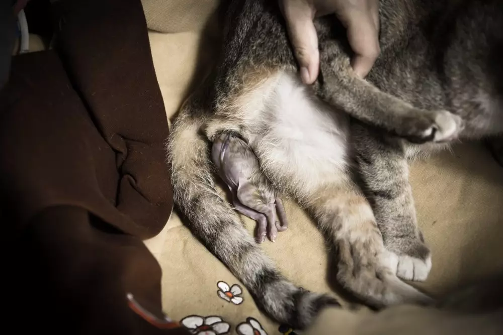 Kuinka valmistaa paikka kissan syntymälle - perussäännöt