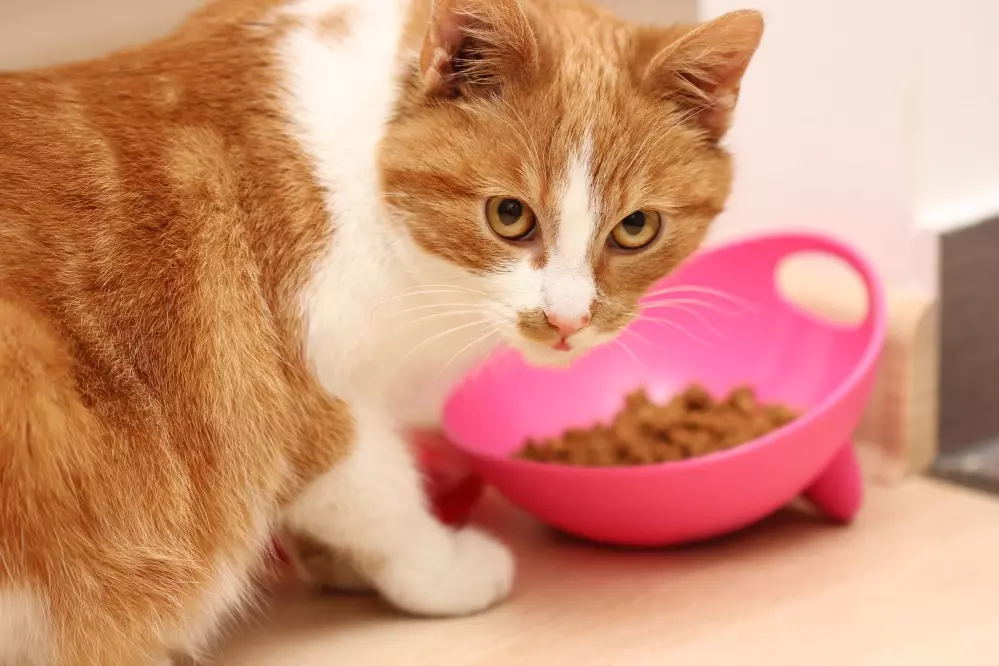 غذای خشک جامع برای گربه ها - ترکیب ، شرح و رتبه بندی 931_4