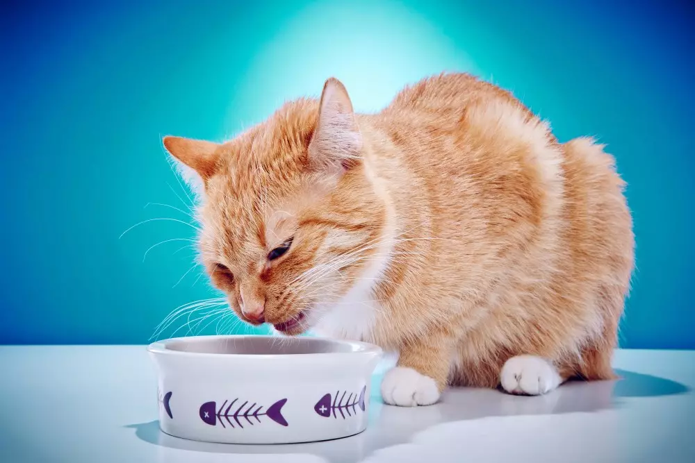 12 priežasčių, kodėl katė blogai valgo 936_1