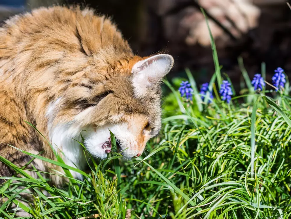 Cibo per pelo di gatto - lista degli alimenti 940_3