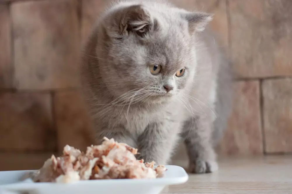 Jak odzwyczaić kota od suchej karmy i nauczyć go domowego jedzenia? 950_1