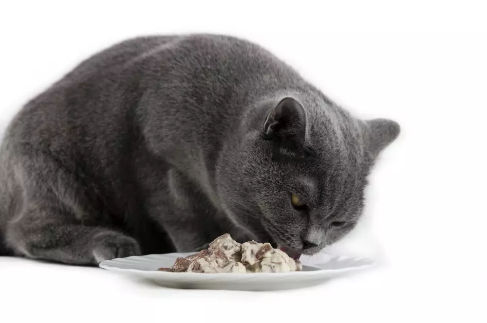 Како да ја одвикнете мачката од сува храна и да ја научите на домашна храна 950_2