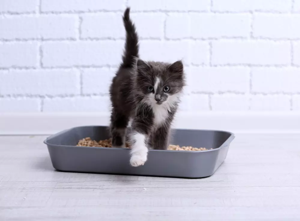 How often should a kitten be fed? 965_3