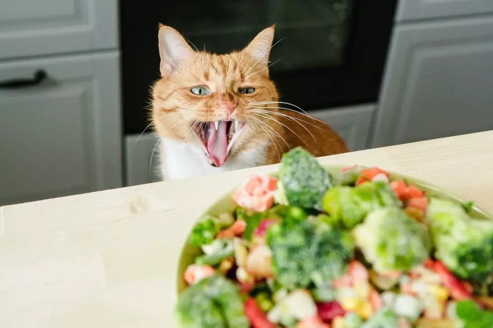 고양이에게 먹이면 안되는 것 - 음식 목록