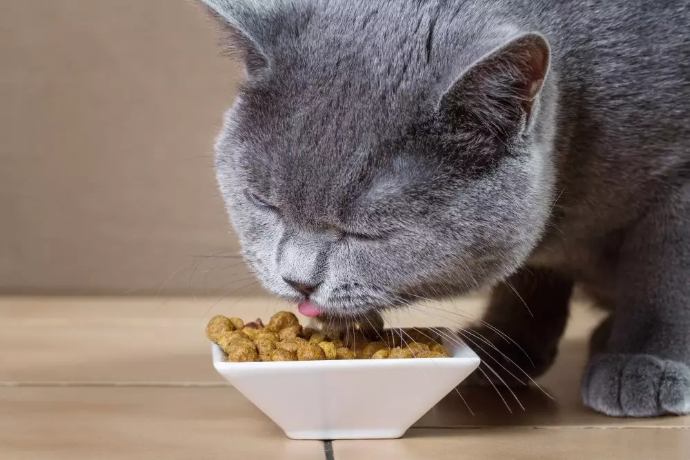 ब्रिटिश मांजरींसाठी अन्न - पौष्टिक वैशिष्ट्ये 984_1