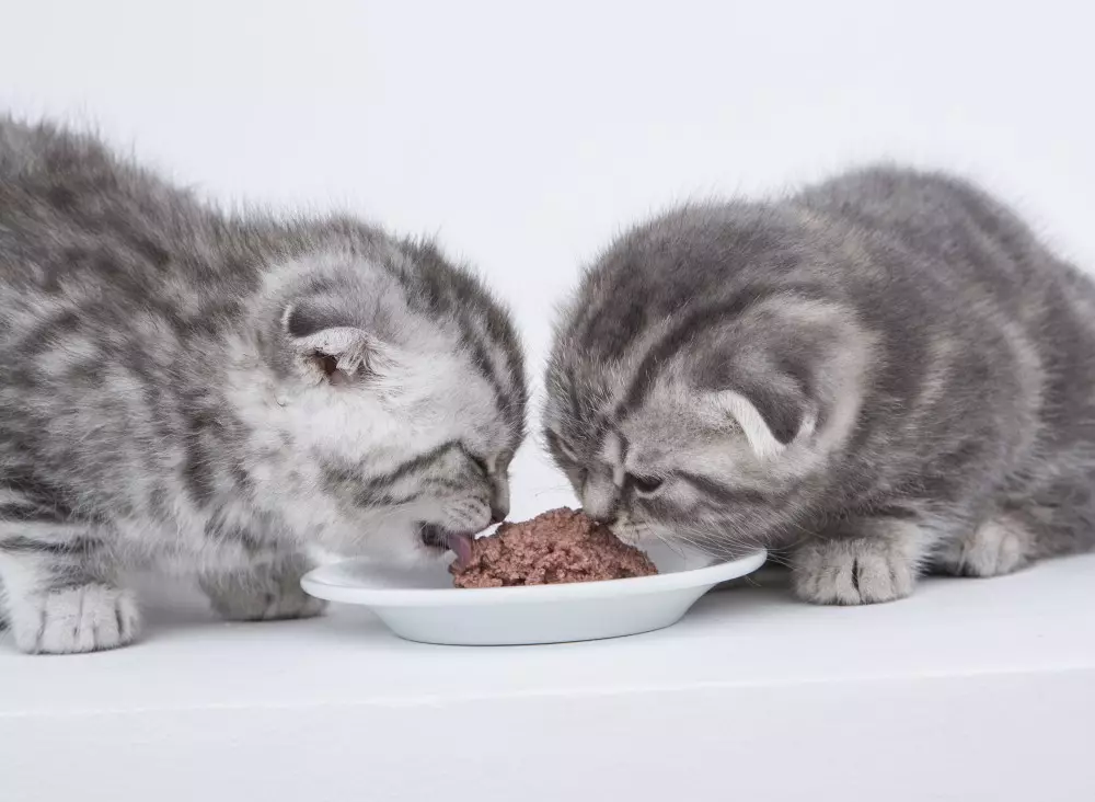 Come nutrire un gattino britannico a 2 mesi? 991_1