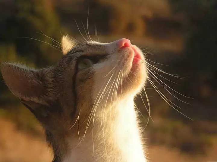 Egeïese kat: 'n gedetailleerde oorsig van die ras met foto's en video's 1003_12