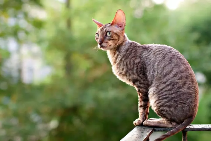 Amakati we-Cornish Rex