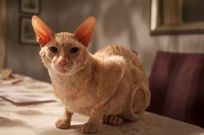 Şəkildə Cornish Rex