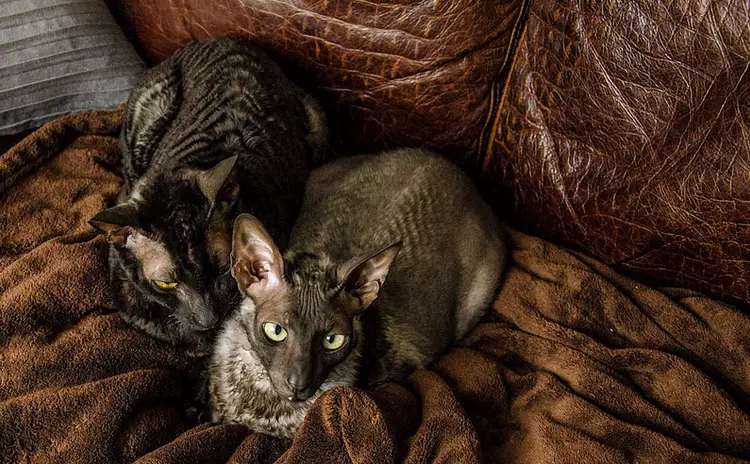 Umlingiswa we-Cornish Rex