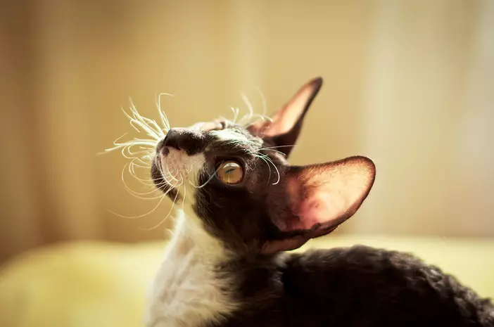 Cornish Rex şəkillər