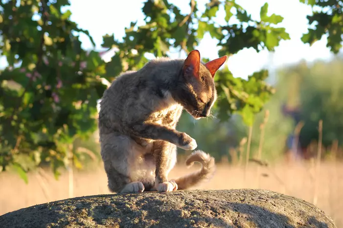 Küçədə Cornish Rex