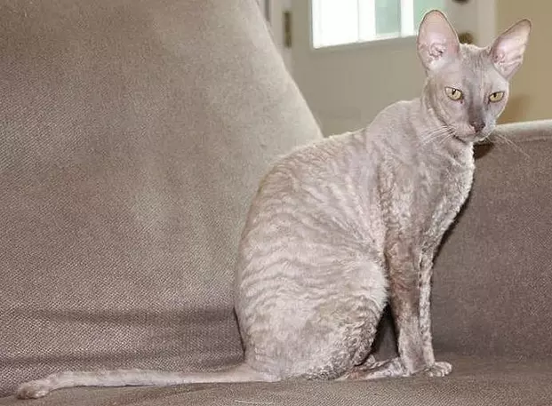 I-Cornish Rex