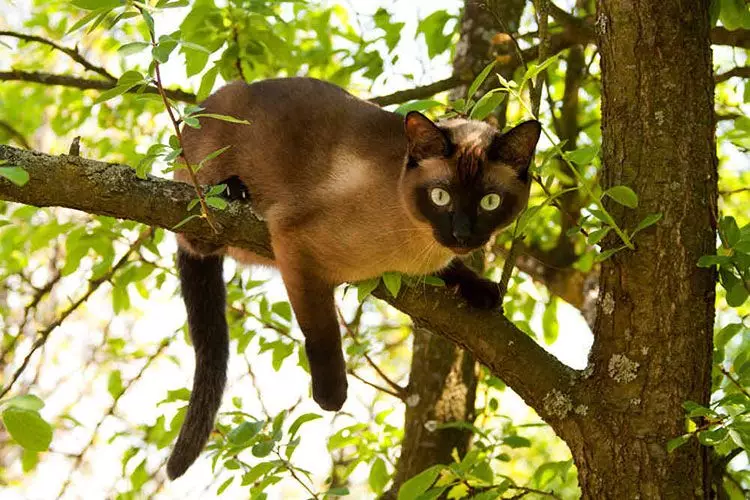 Chat siamois sur un arbre