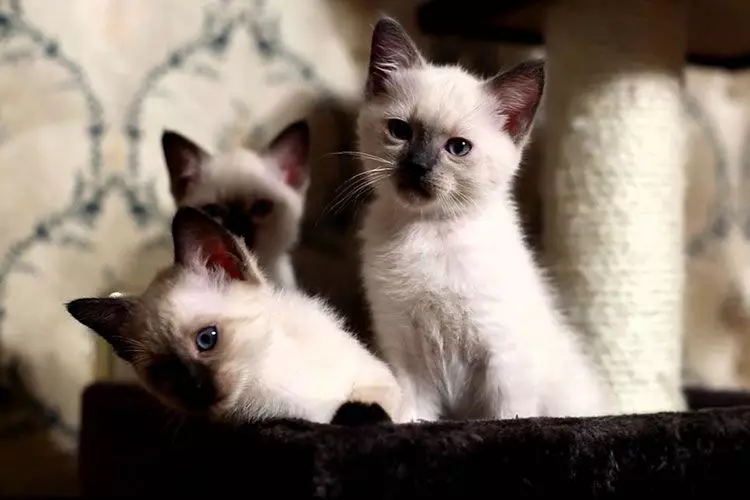 Kittens za Siamese