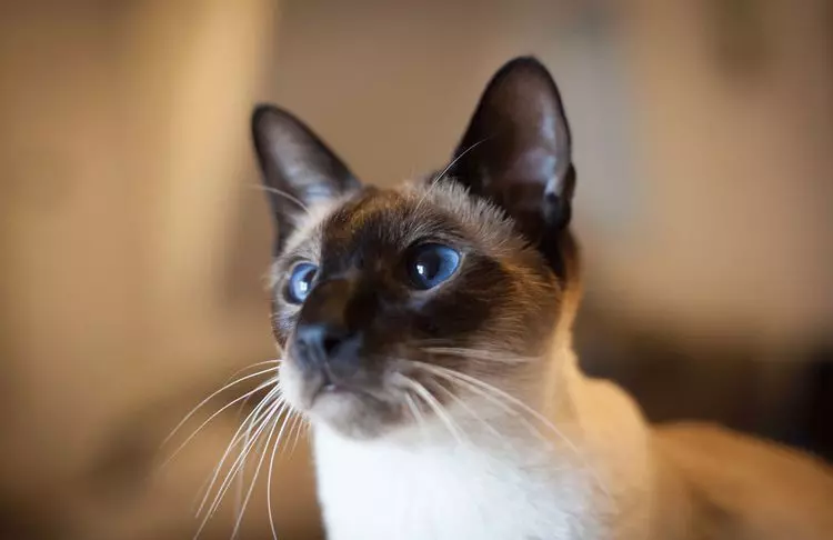 IsiSiamese