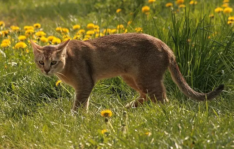 Cougar carreg